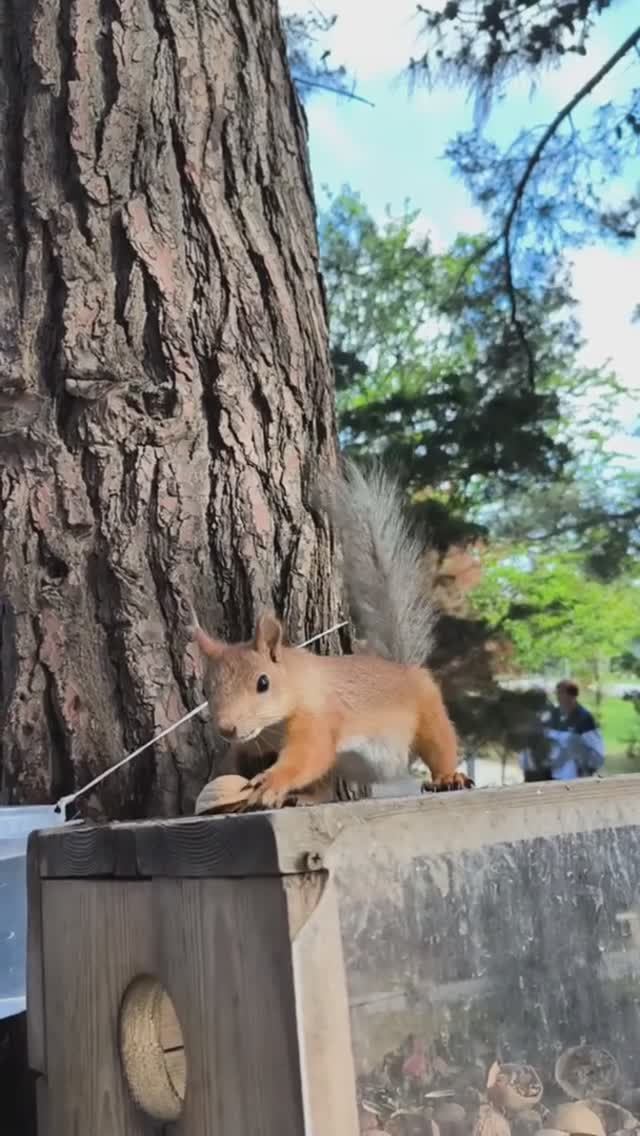 Осторожная белка забрала орех.  Анапа, Ореховая роща