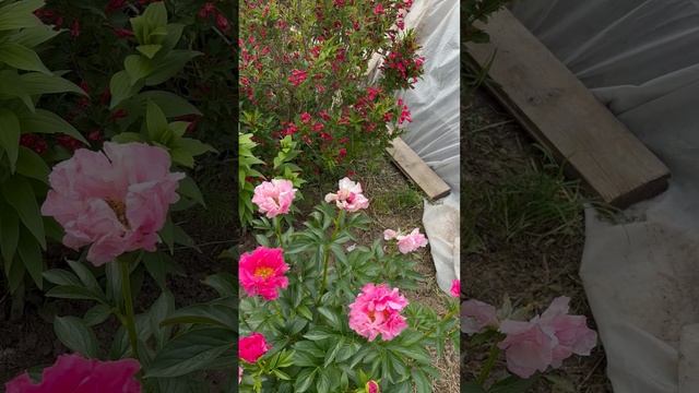 Цветение пиона, 06.06.2025