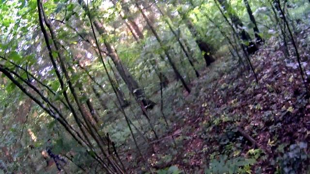 ПОИСК ПРОПАВШЕГО ЧЕЛОВЕКА В ЛЕСУ-ПОИСКОВОЙ СПАСАТЕЛЬНЫЙ ОТРЯД ФЕНИКС