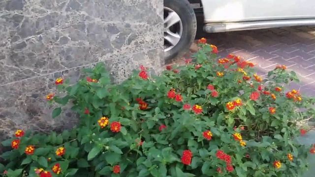 Турецкая "колибри"