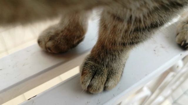 Кошка лапки