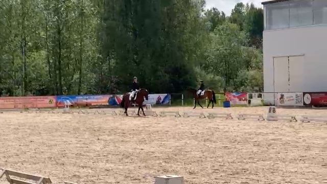 ДЕВИЗ WD, 2019 г.р. КПД. 7.06.25.  #жеребятаотDantanderHit