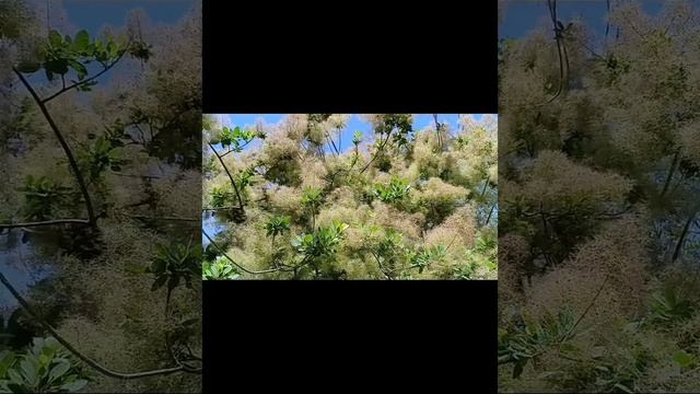 Анапа, Лето, Ореховая роща, Набережная