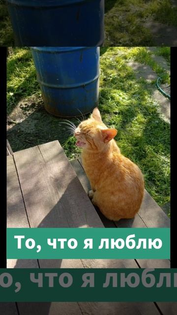 Рыжий 1 — сделано в Clipchamp