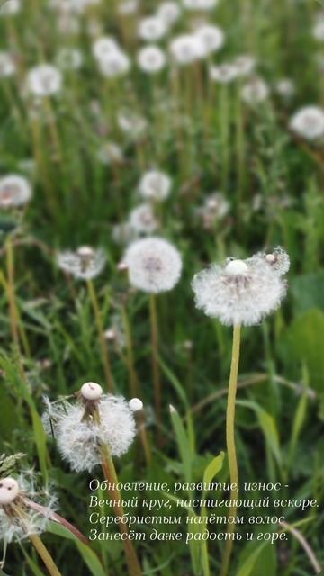 06.06.25 АЗ #ниднябезрифмы