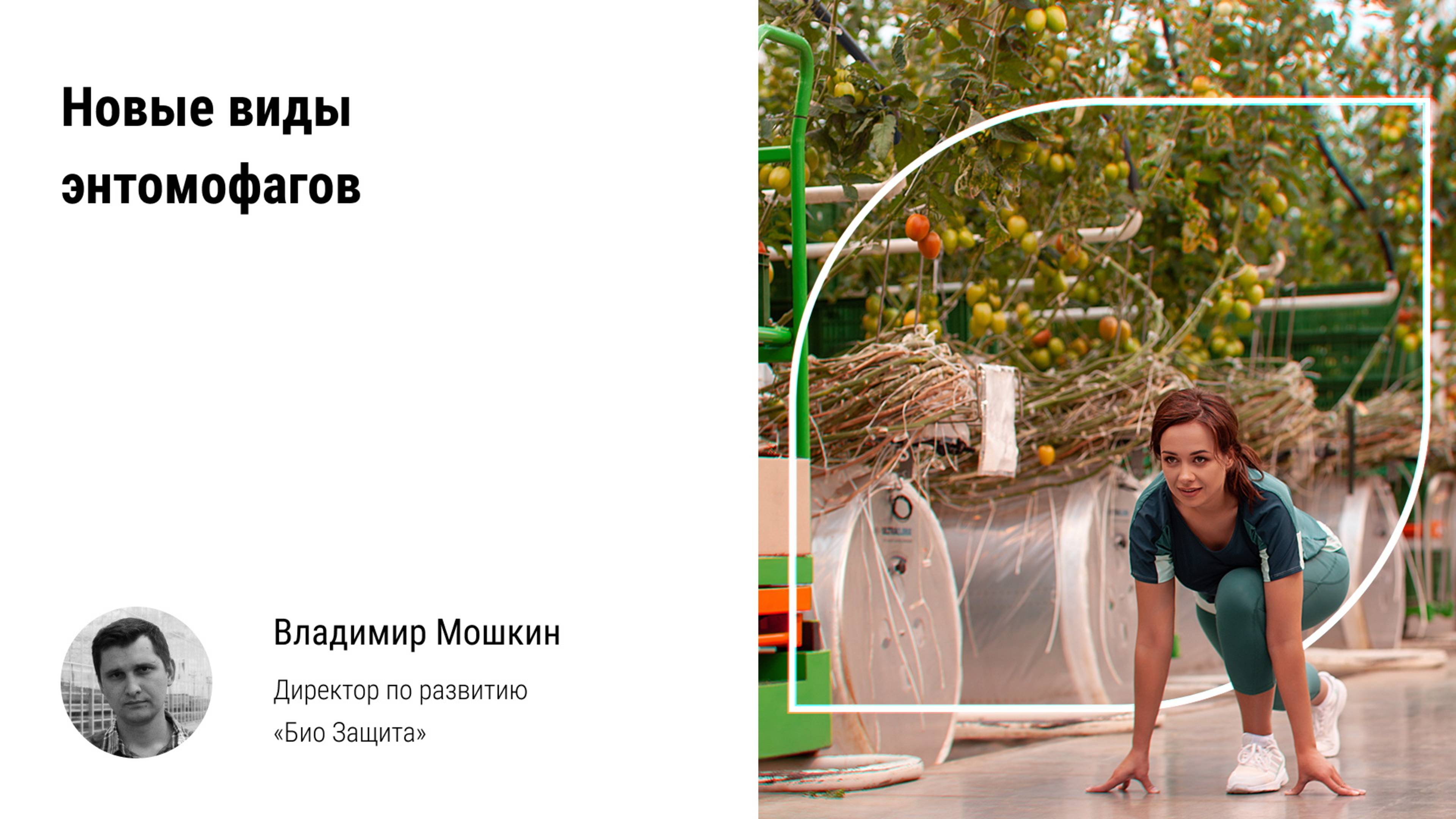 🏃 Новые виды энтомофагов для защиты урожая в теплице. Уничтожение паутинного клеща. Контроль трипса