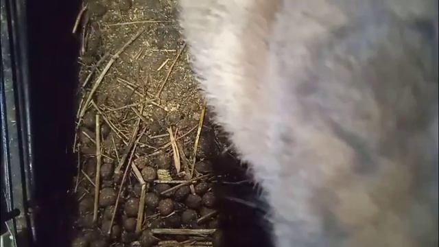 Экскурсия в крольчатник