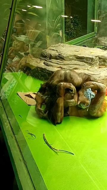 Московский зоопарк.
Поиграем?