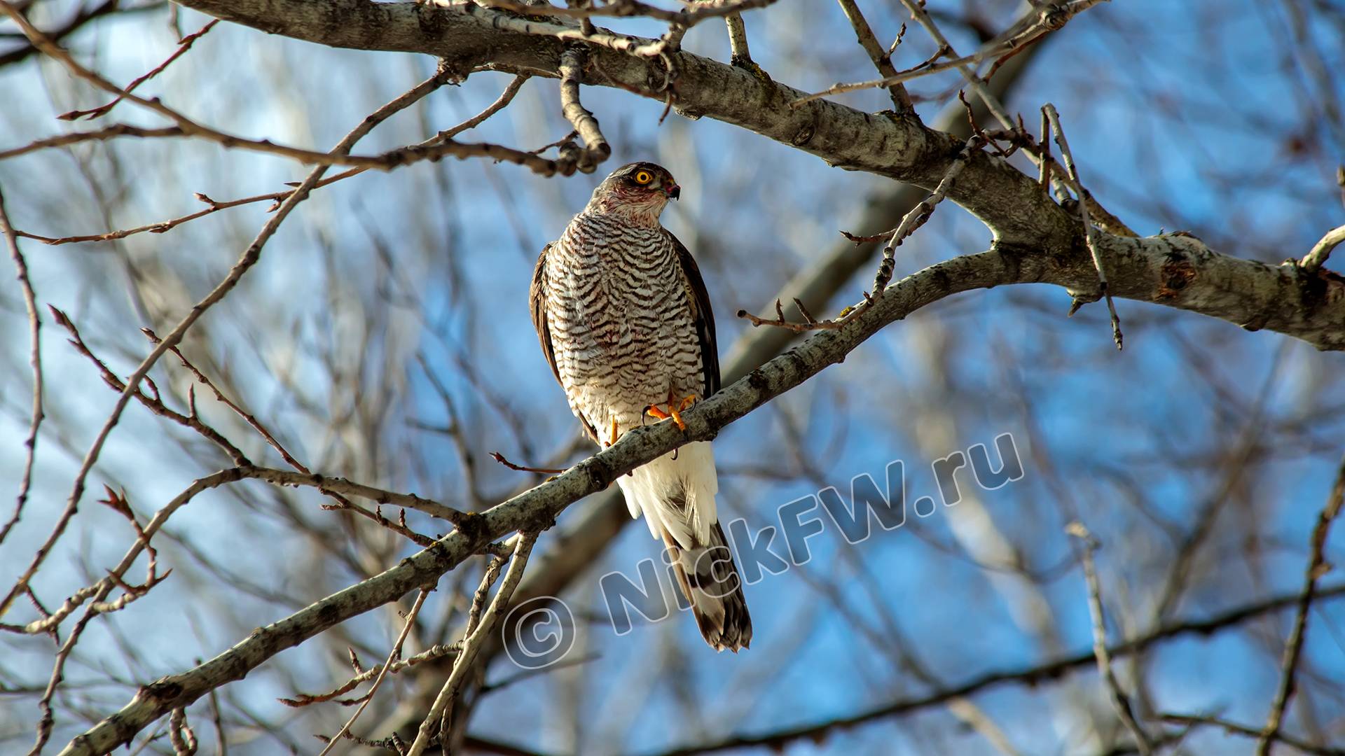 Ястреб Перепелятник в Солнцево