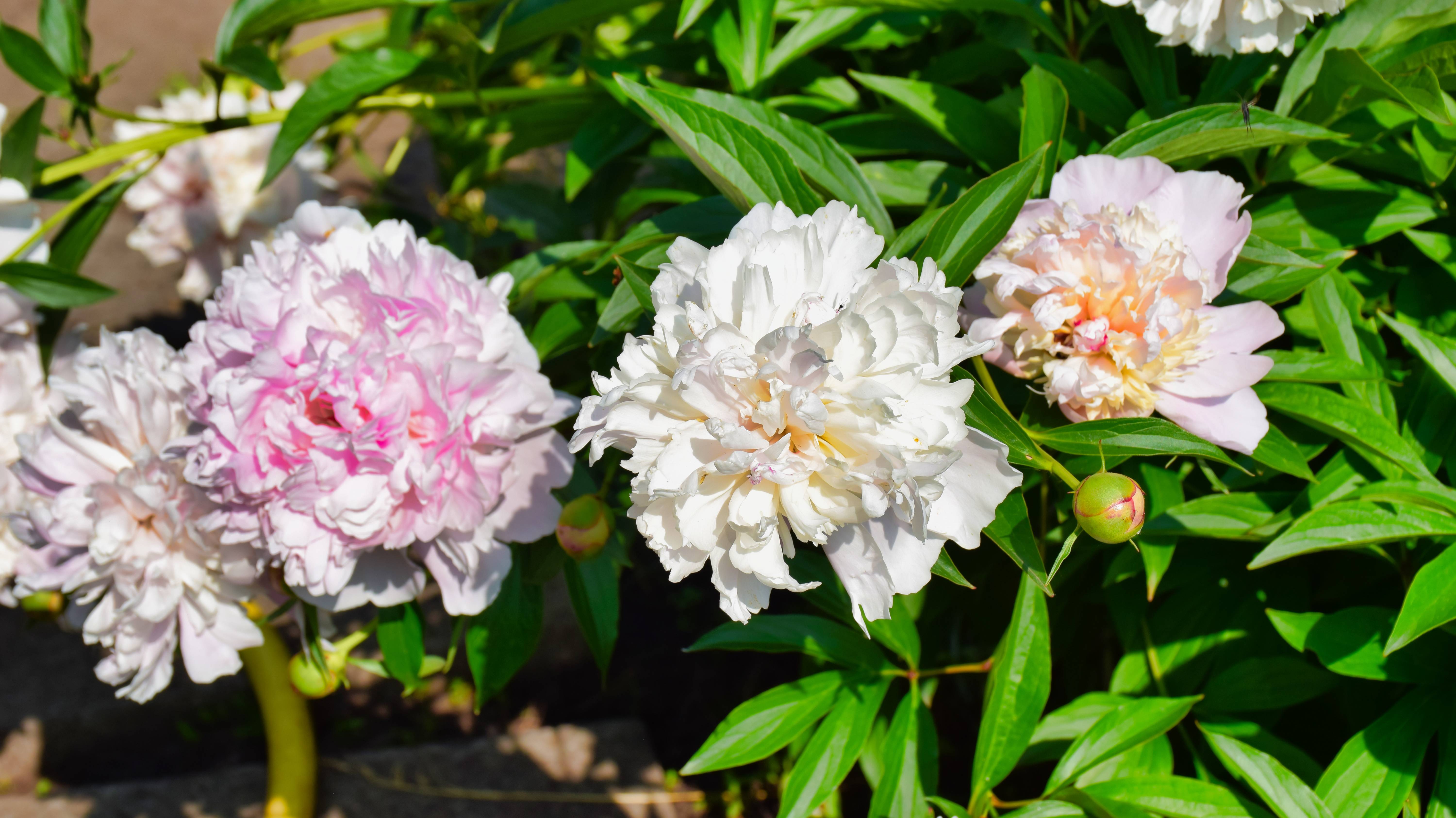 06-07 дача цветы