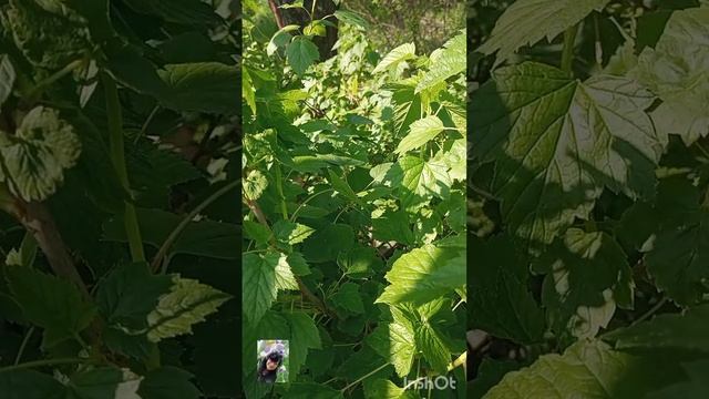 Борная кислота. Результат есть.