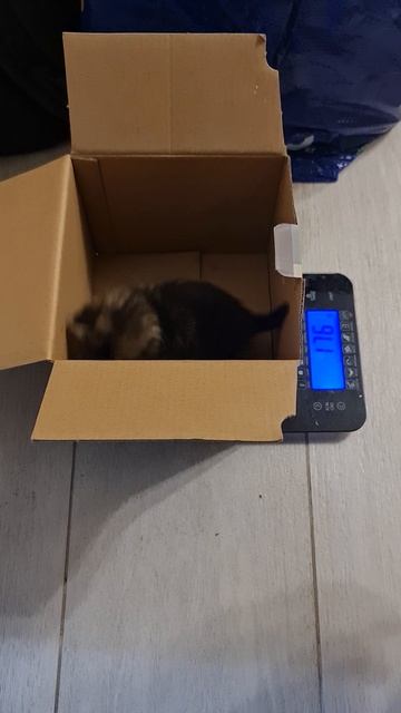 Взвешивание