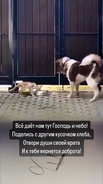 Порой животные  более сострадательны к другим,чем люди