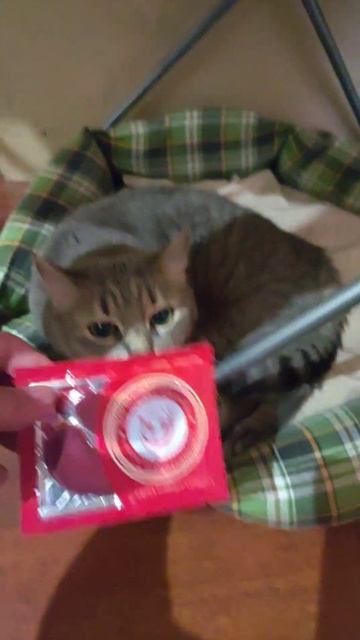 Кот согласен