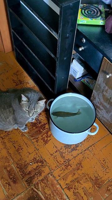 Вискас Лучше