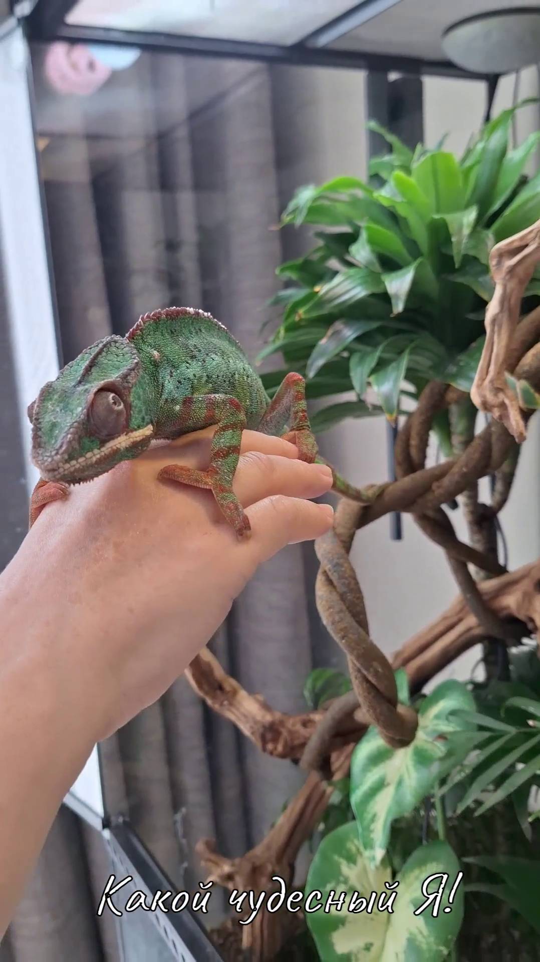 Какой чудесный Я!🙂 #шутка #юмор #анекдот