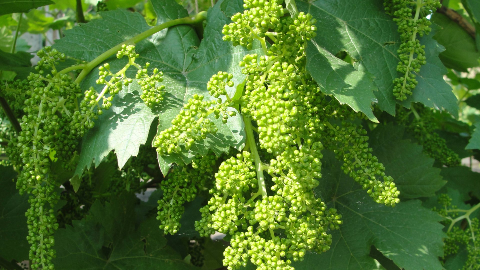 Виноград. Сорт Алешенькин