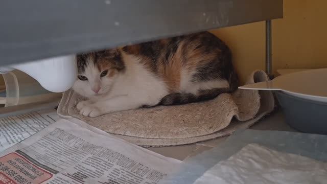 День 7-ой / Обнуление адаптации после похода в ветклинику / Как же приручить дикую кошку #КошкаФеша