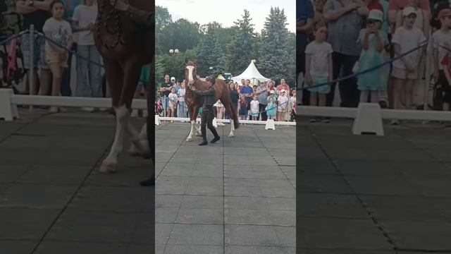 Конный праздник в Измайлово