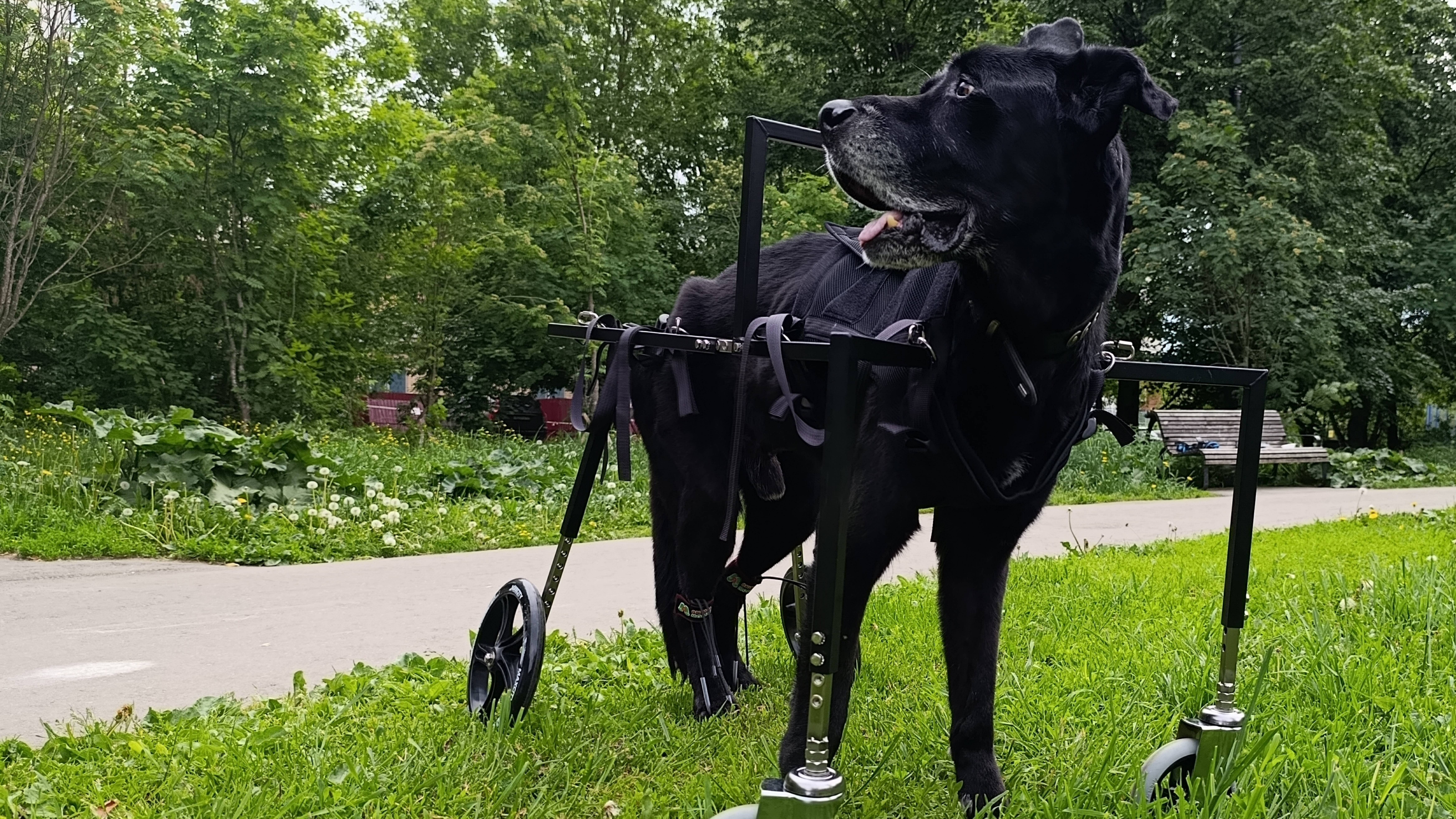 Квадро с нижней посадкой и ноклинги для крупной собаки