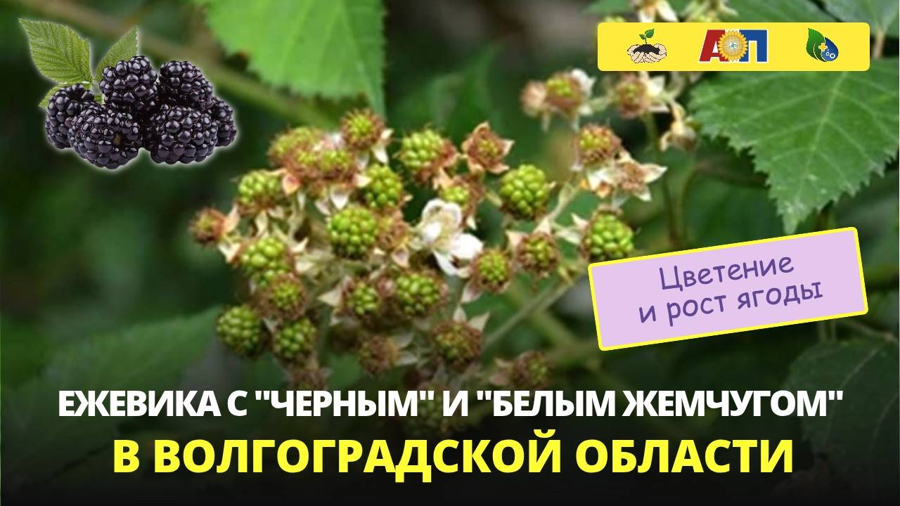 Ежевика с применением натуральных удобрений в Волгоградской области. Отзыв клиента