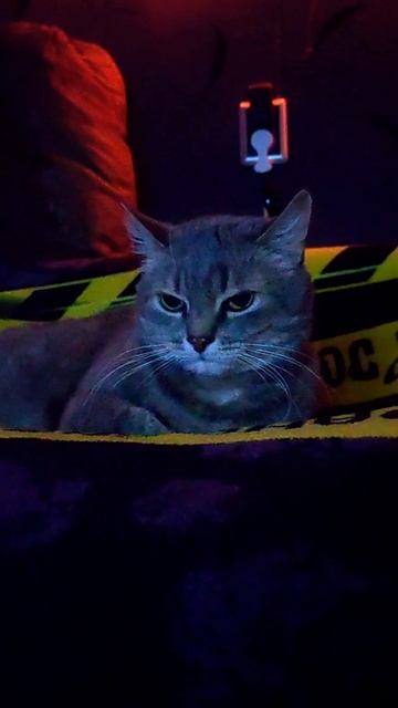 Ёшкин Кот #кот