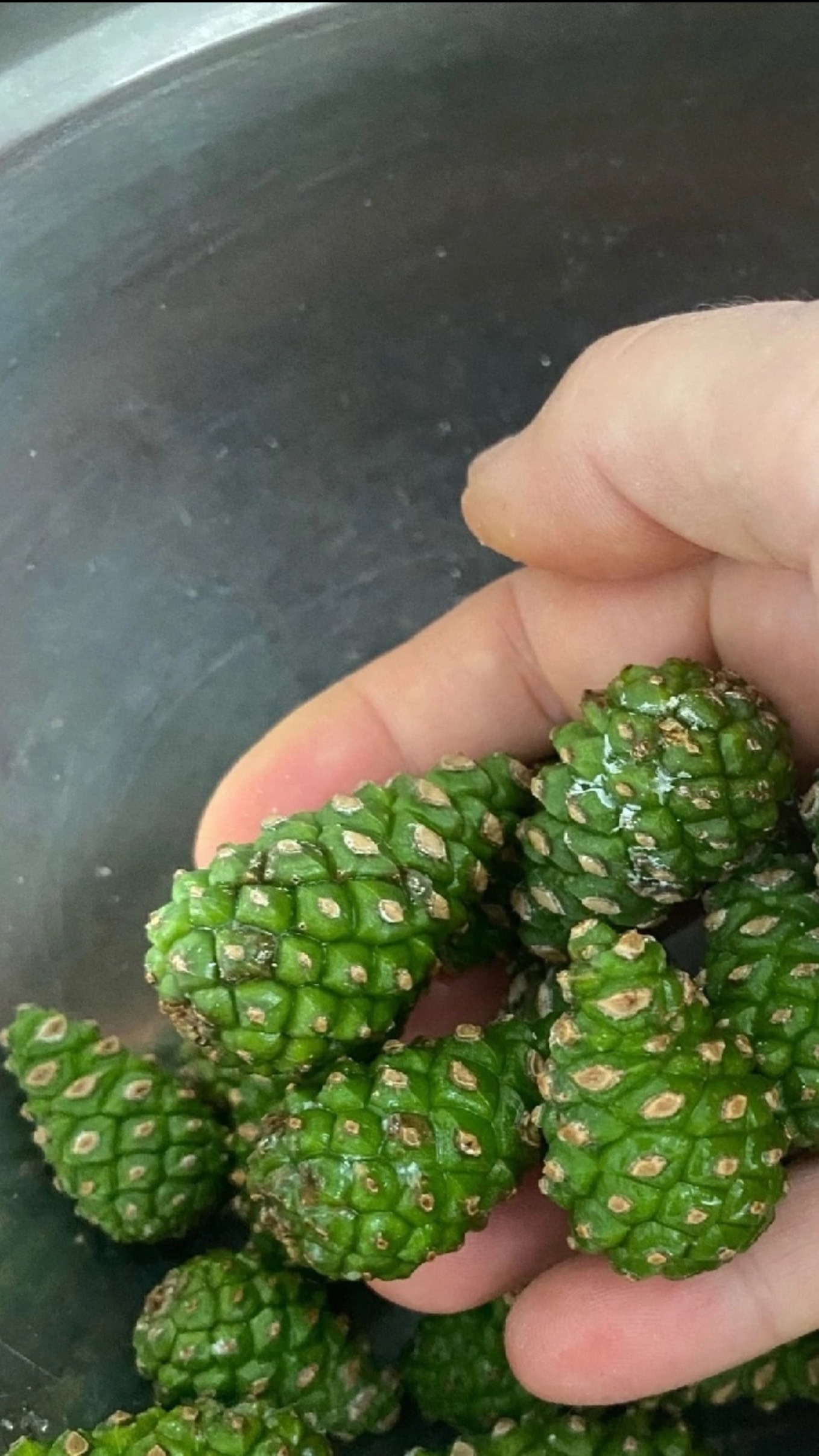 Зеленые шишки мариную на меду #топыкатегорий #отойтиотпропасти #маринасаттва