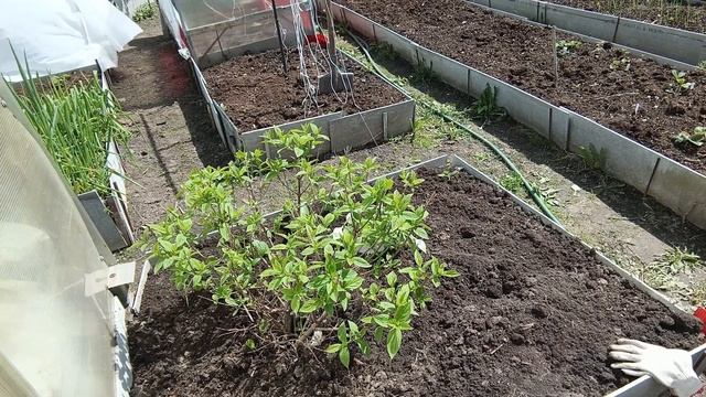 Высадила цветы,обработка лазуритом,,,