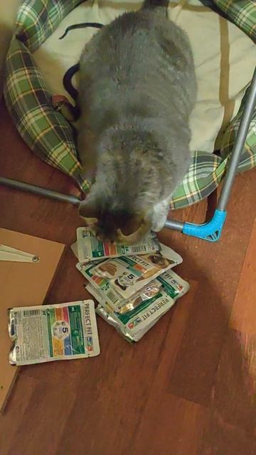 Подгон Коту)!