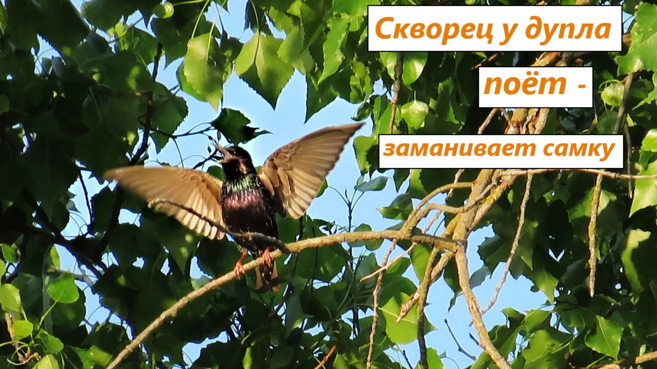 "Смотри, какой дом, смотри, какой я!" - Скворец у дупла заманивает самку