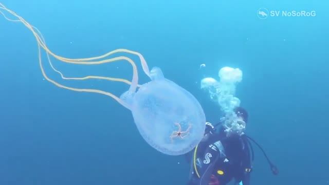 Как действует на человека сильный яд медуз Ируканджи (Irukandji) из класса Кубомедузы — Cubozoa ?