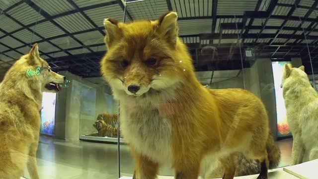 Лучшие моменты. Музей Дарвина. Москва