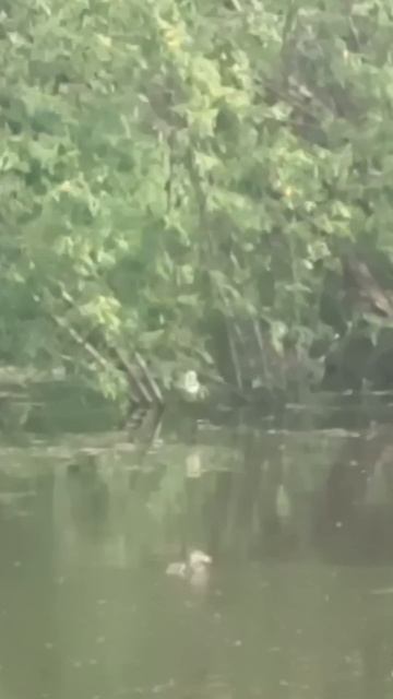 УТКИ НА РЫБАЛКЕ 🦆