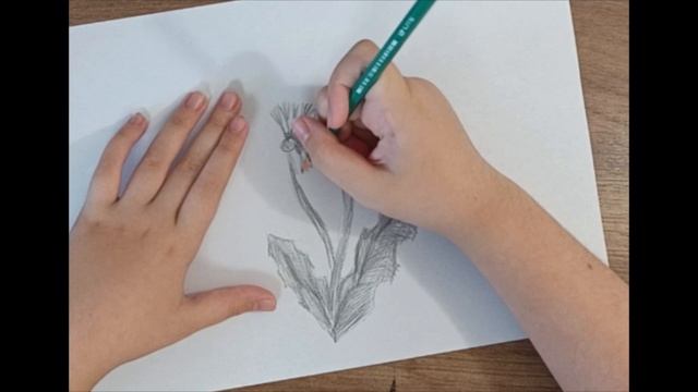 Рисуем одуванчики карандашом