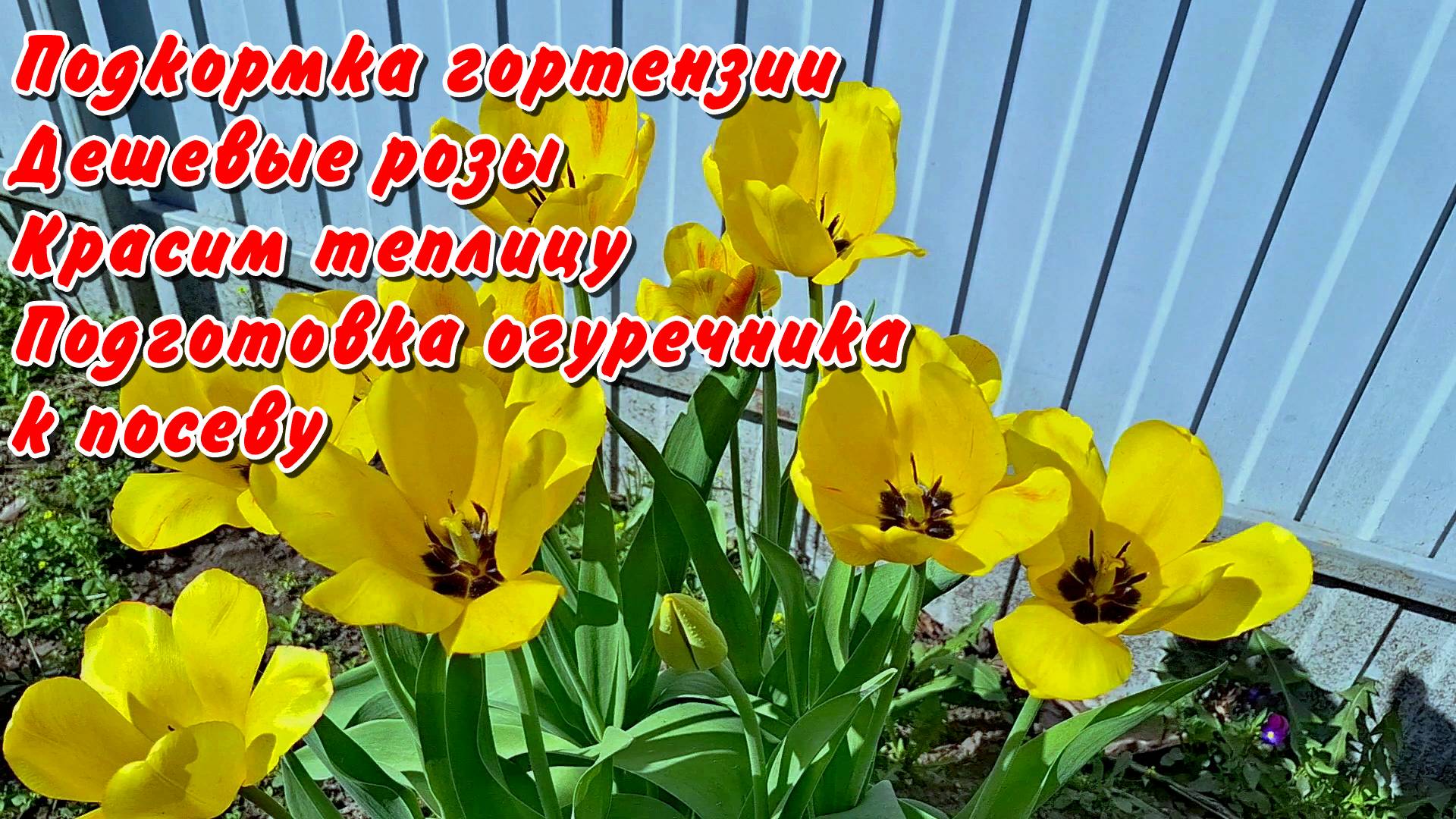 САДОВЫЙ ДНЕВНИК СЕЛЬСКОГО ОГОРОДА