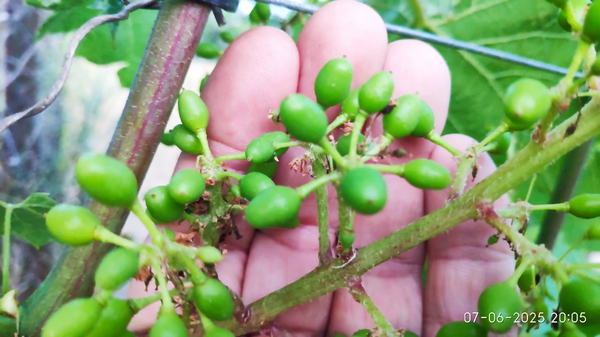 Уход за виноградом после цветения