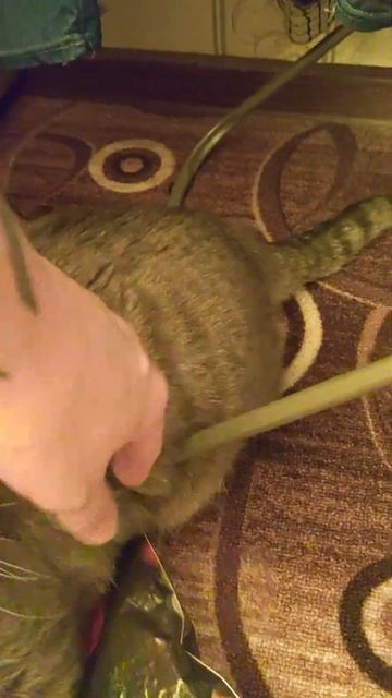 Фильм ужасов #кот