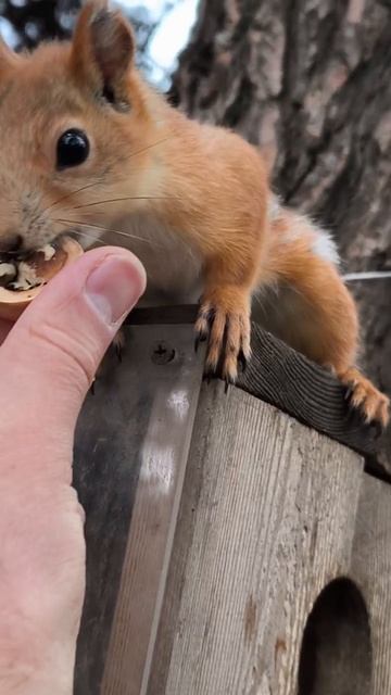Смелый парень - берет орехи из рук.  Анапа, Ореховая роща