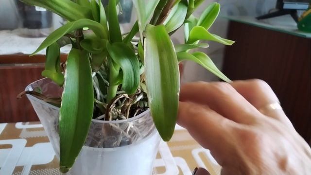 Эпидендрум. Обзор.