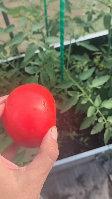 собираем урожай