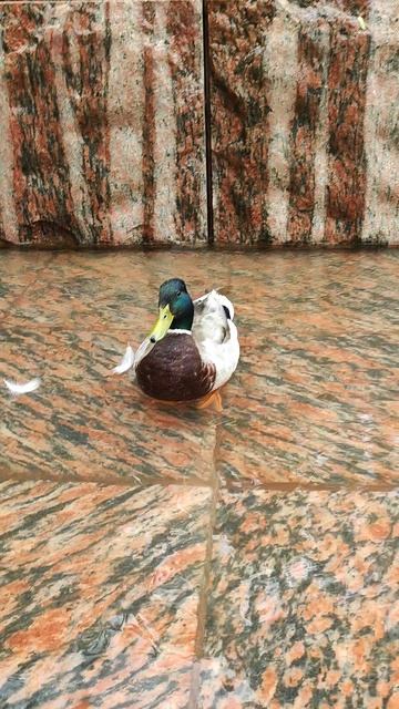 Утиные водные процедуры