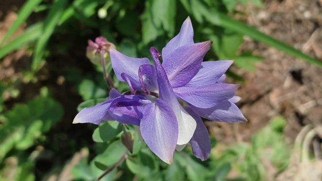 Аквилегия нежная, скромная, то как летняя ночь, то как в небе луна...