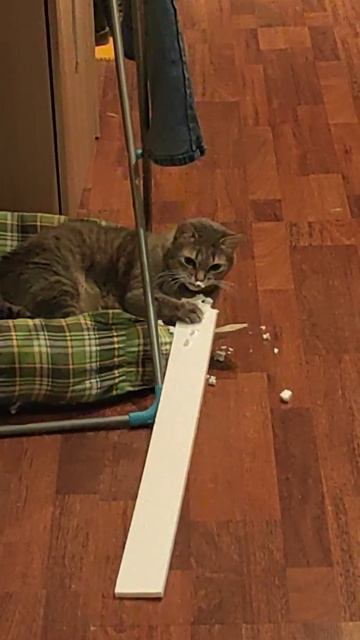 Любитель заплетать квартиру пенопластом