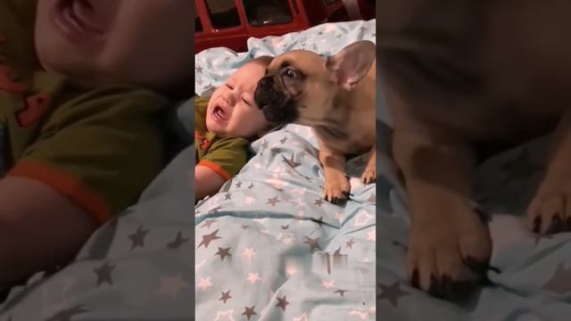 Dogs Troll ... (Собаки тролят людей)