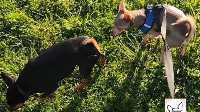 Фотосет #каришик #каришиквшоке #собака #puppy #отельдлясобак #love #цвергпинчер #груминг