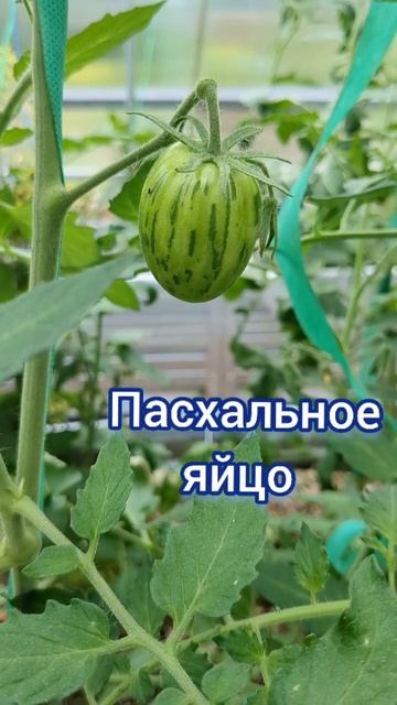 МОИ #ТОМАТЫ в теплице 2025! 🍅  #теплица