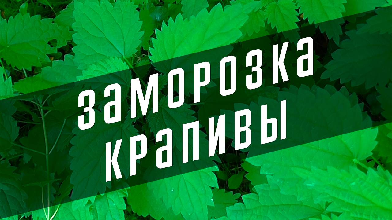 Заготовка крапивы. Заморозка на зиму