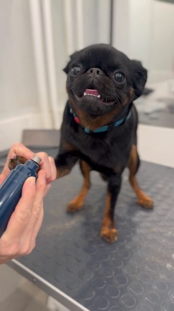 Моем собаку