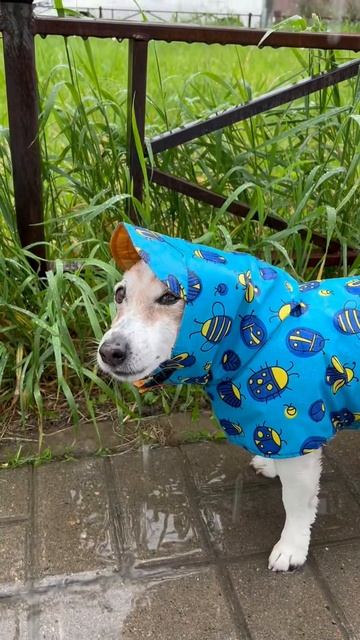 Вышли с Джекушкой погулять 😳