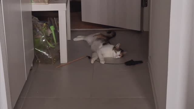 День 14-16 / Ура! Феша вылезла из под ванной / Как же приручить дикую кошку? #КошкаФеша